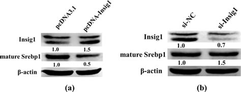 A Effects Of Insig1 Overexpression On The Protein Level Of Insig1 And