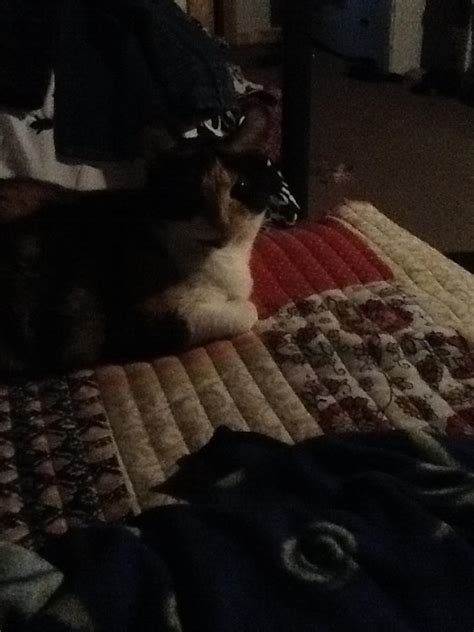 Grumpy Kitty By Zutara002 On Deviantart