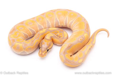 Het Red Axanthic Ball Python