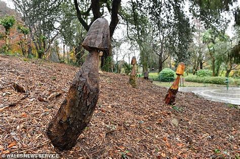 Wooden Fungi Carved From Tree Trunks Are Axed From Public Park Because They Look Like Penises