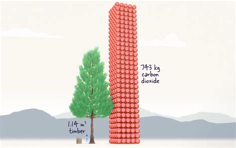 Trees Store Carbon Real World Visuals