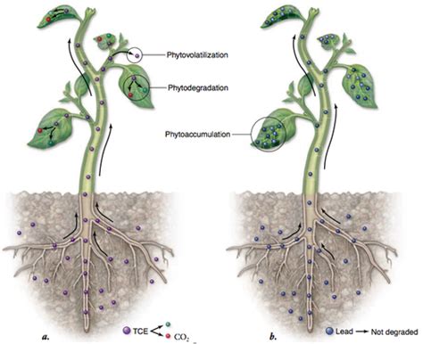 Final Exam Study Guide Flashcards Quizlet