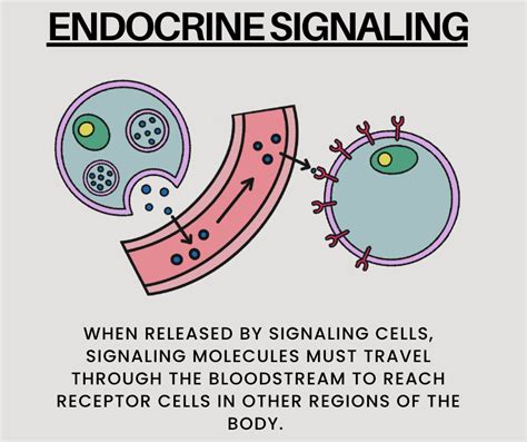 Short And Long Distance Cell Signaling By Britney Atoms To
