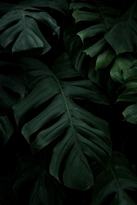 스위스 치즈 식물 잎의 사진 · 무료 스톡 사진