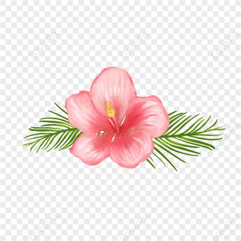 핑크 로맨틱 수채화 꽃 일러스트 무궁화아름다운낭만적 인 Png 일러스트 무료 다운로드 Lovepik