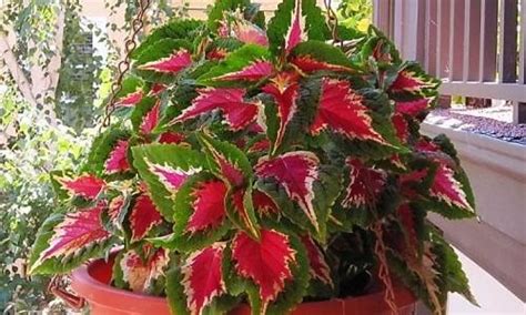 انواع گیاهان زینتی؛ ۱۰ گیاه معروف و زیبای تزئینی کدامند؟ ستاره