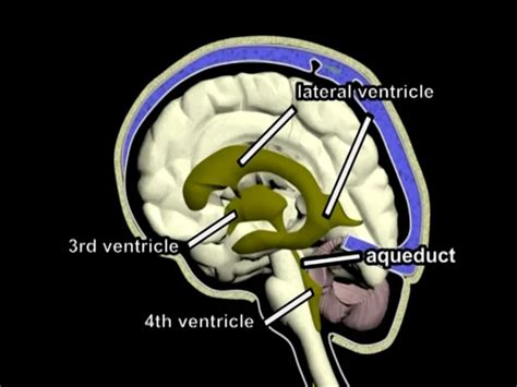 Cerebrospinal Fluid Pathway Animation