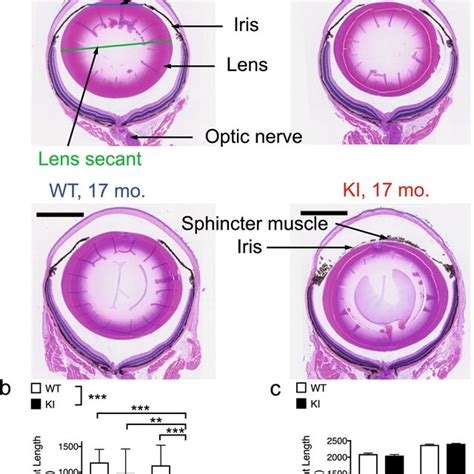 Pupil Dilation Deficits In Response To Tropicamide In Aged Gba Ki Mice Download Scientific