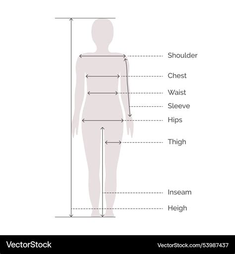 Gender Neutral Body Measurement Proportions Vector Image
