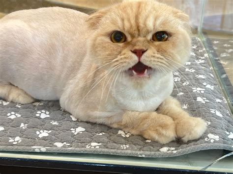 스코티쉬폴드 룽지 샴입양 셀커크렉스입양 스코티쉬폴드입양 스핑크스입양 아메리칸숏헤어입양 아비시니안입양 터키시앙고라입양 페르시안입양