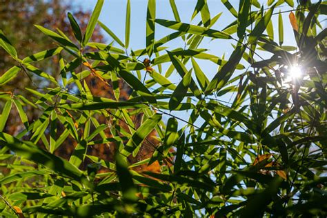 흐릿한 햇볕이 잘 드는 배경 위에 아침에 대나무 숲 복사 공간이 있는 자연의 대나무 녹색 색상 신선한 대나무 잎 복사 공간이있는 여름 일본 정원의 녹색 잎 식물 줄기 0명에