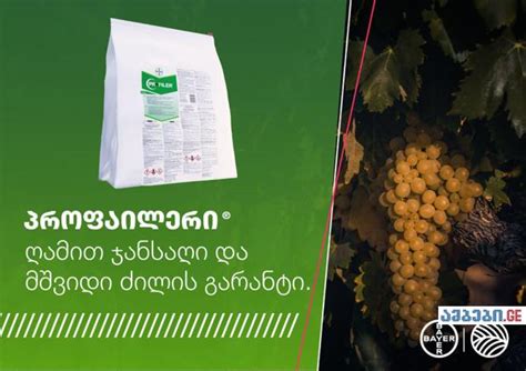 პროფაილერი ვაზის ჭრაქისგან დაცვის ეფექტური საშუალება Ambebi Ge