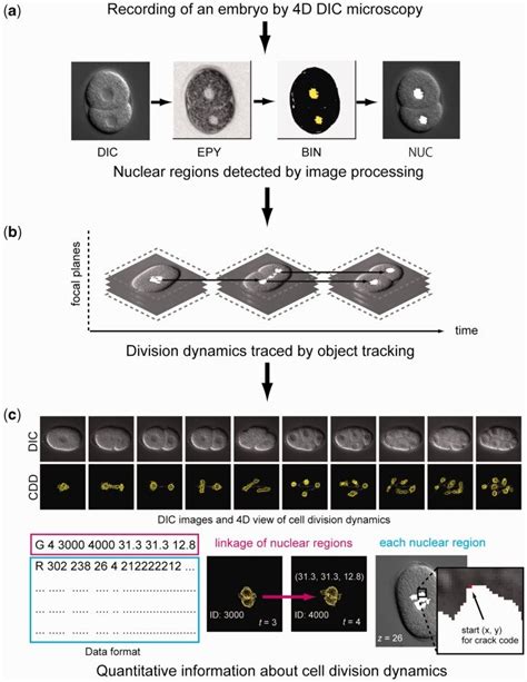 Overview Of Our Computational Method For Obtaining Quantitative Download Scientific Diagram