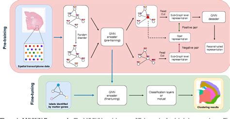 Figure 1 From Marker Gene Guided Graph Neural Networks For Enhanced Spatial Transcriptomics