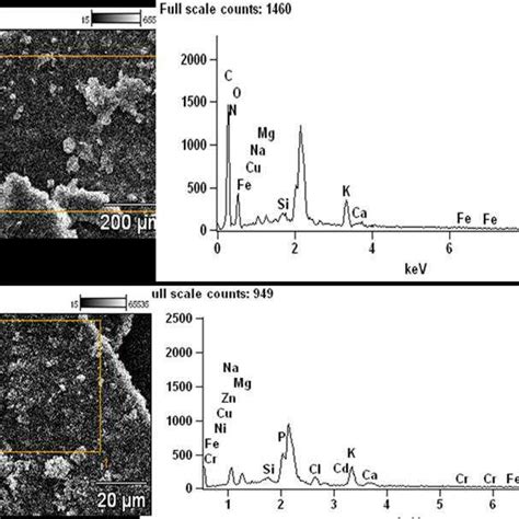 Sem Eds Analysis Of The Elemental Composition Of Scenedesmus Sp Biomass Download Scientific