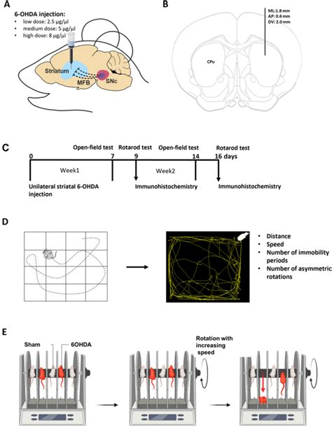 早期帕金森病分级剂量 6 Ohda 小鼠模型的行为、神经和超微结构改变 Scientific Reports X Mol