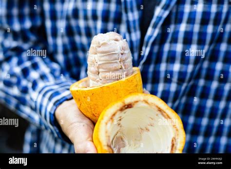 Cocoa Farm Hi Res Stock Photography And Images Alamy