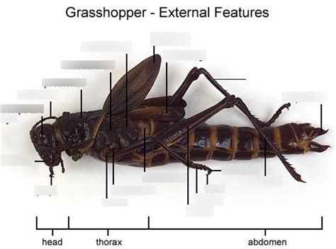 Grasshopper Practical Quiz Diagram Quizlet
