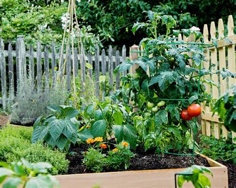 Companion Plants With Lettuce At Patrick Lauzon Blog