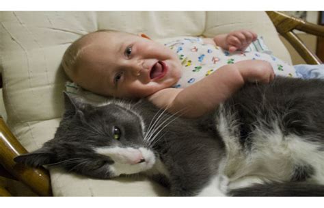 Los Mejores Gifs De Gatos Con Beb S Actualidad Mascotas