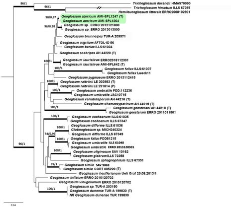 Fp1549 1 The Most Probable Maximum Likelihood Ml Tree Obtained From Download Scientific