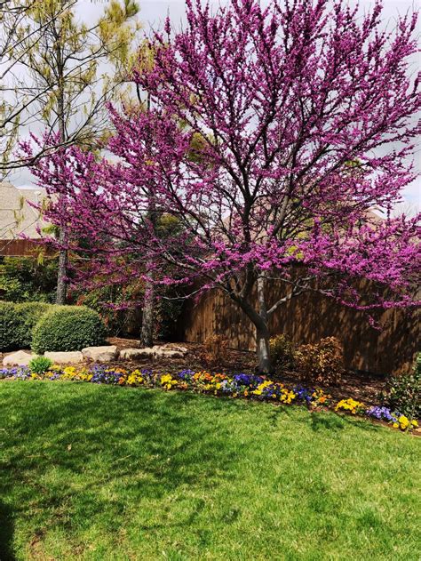 Oklahoma S State Tree Is Really Showing Off This Week Hall Stewart Lawn Landscape