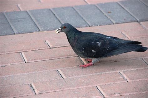 분홍색 거리 타일에 비둘기 도시 환경에서 새 비둘기는 부리에 빵 부스러기를 들고 거리에 대한 스톡 사진 및 기타 이미지 거리