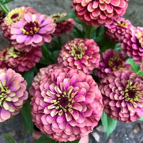 My Favorite Zinnia Varieties A Farm Update — Flourish Flower Farm