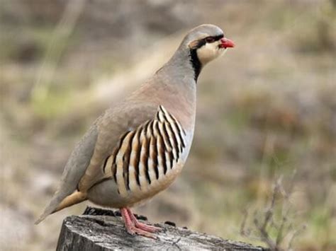 Chukar Partridge Hatoful