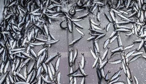 The Fishing Daily On Linkedin Chilling Technique Combatting Cod Worm