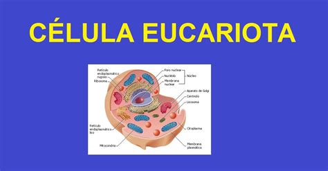 Celula Eucariota Apuntes Lula Eucariota En Las Lulas Eucariotas El My Xxx Hot Girl