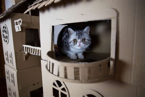 Woman Builds The Ultimate Palace For Her Cat The Dodo