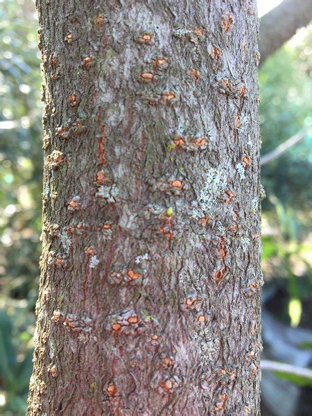 Warburgia Salutaris Cjm Tree Growers