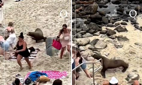 Seaside City Hit By Warning As Sea Lions Keep Attacking Tourists