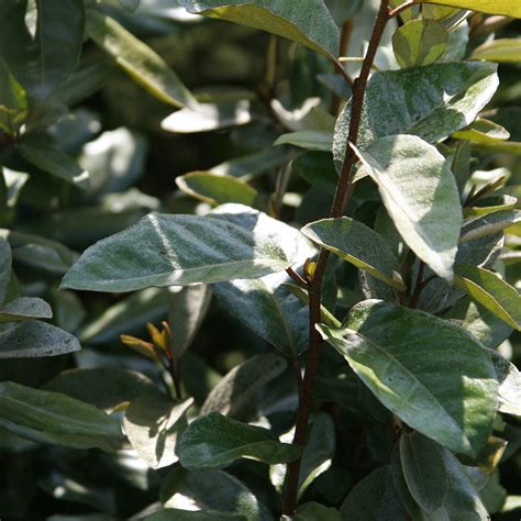 Elaeagnus Ebbingei Vivai Ghellere