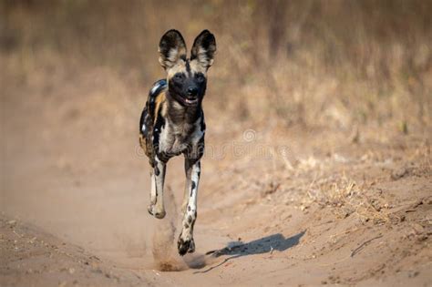 African Wild Dog Trotting Straight Towards Camera Stock Image Image