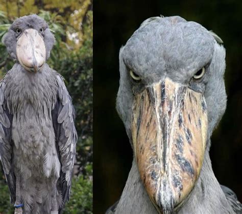 Brian Roemmele On Twitter The Balaeniceps Rex