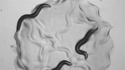 Sciencetake As The Worm Turns Video