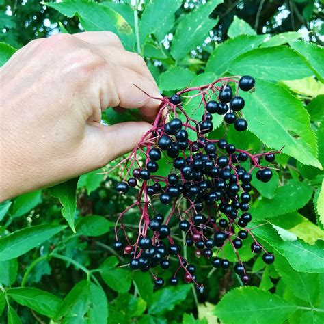 Microbiome Analysis In Microbiome Analysis In London