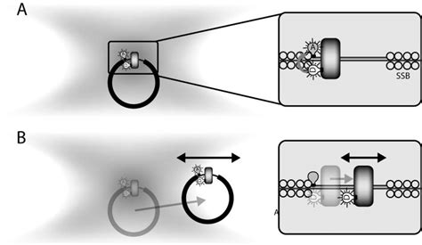 Single Molecule Measurements Of Fret On Freely Diffusing Molecules Are Download Scientific