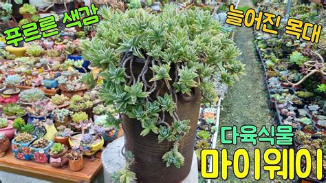 푸르른 잎장과 길게 늘어진 목대 다육식물 마이웨이 Youtube