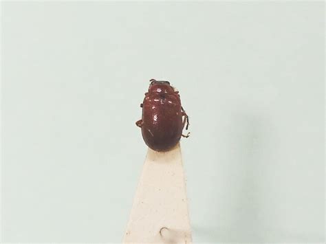 ムナグロツヤハムシ Arthrotus niger MOTSCHULSKY 島根大学標本資料類データベース