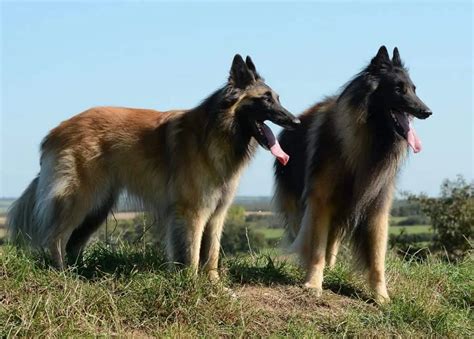 The Belgian Shepherd Your Ultimate Breed Information Guide Your Dog