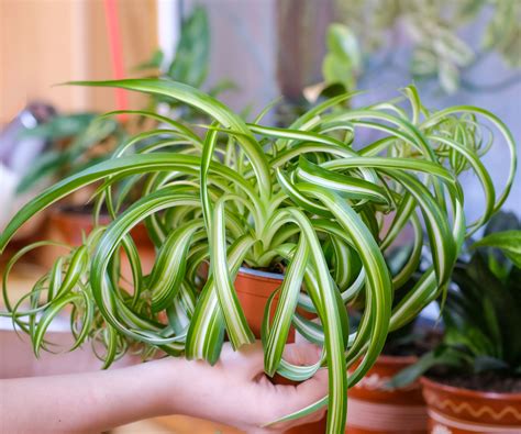 Best Care For Your Curly Spider Plant To Keep It Happy Gardening Know How