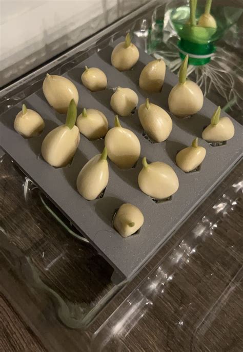 Water Based Planter For Growing Garlic Sprouts By Tong Makerworld