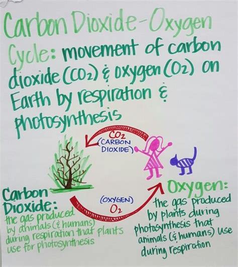 Diagram Of Co2 O2 Cycle