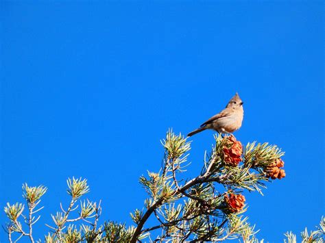 Titmouse Biji Pinus Burung Foto Gratis Di Pixabay Pixabay