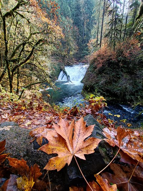 Final Days Of Fall At Silver Falls State Park Oregon Oc 2448x3264