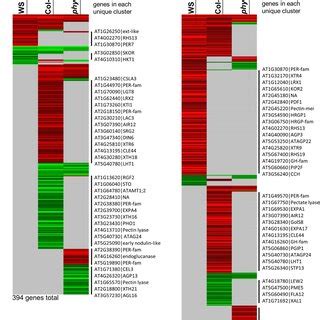 Arabidopsis Root Tip Transcriptome Heat Maps Showing Differential