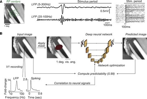 Predictive Coding Of Natural Images By V1 Firing Rates And Rhythmic